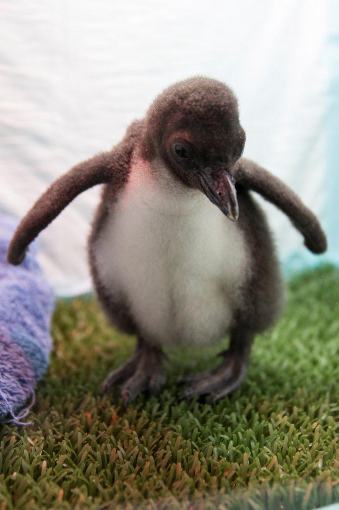 Rockhopper-Babies im Loro Parque - zoosmedia
