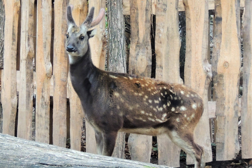 Zoo Landau: Sensation bei Prinz-Alfred-Hirschen | zoosmedia