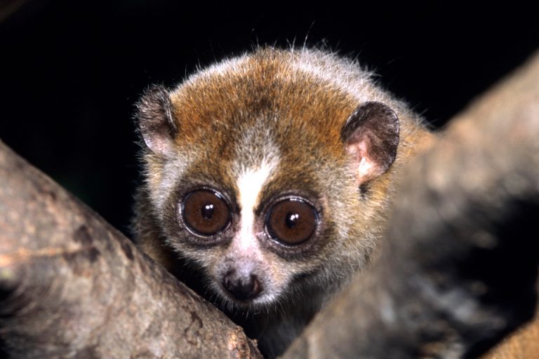 Cincinnati Zoo für den Schutz der Plumploris - zoosmedia