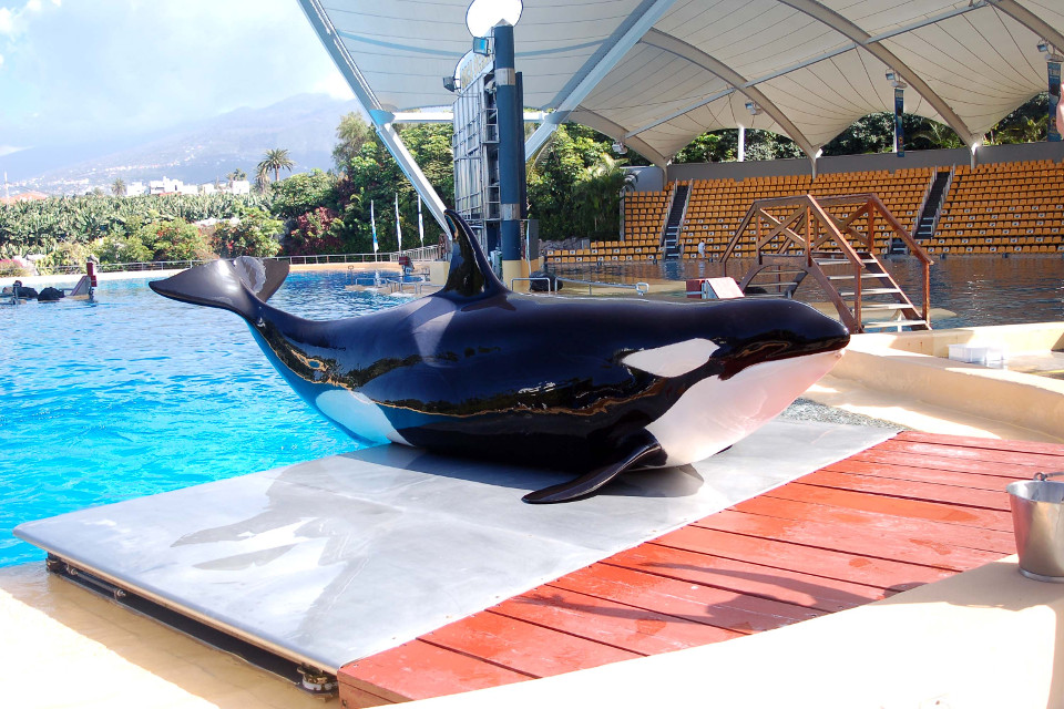 Orca Morgan, die vergessene Märtyrerin? - zoosmedia