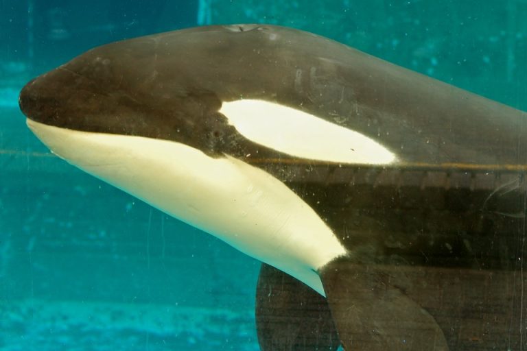 Orca Morgan, die vergessene Märtyrerin? - zoosmedia