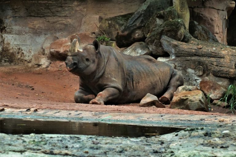 Rhinos for Rwanda - zoosmedia