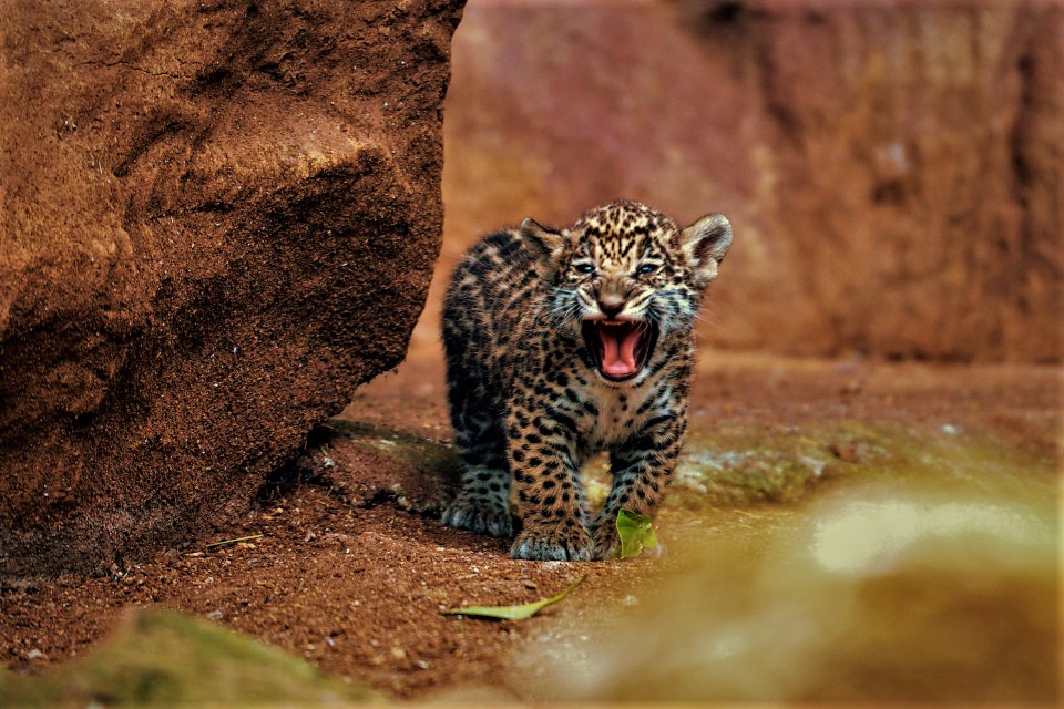 Wie Viel Kostet Ein Jaguar