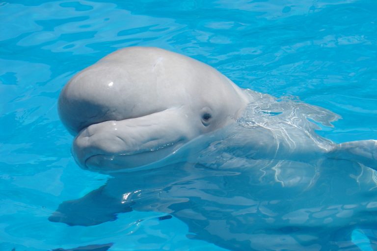 Las belugas y el recinto marino - zoosmedia