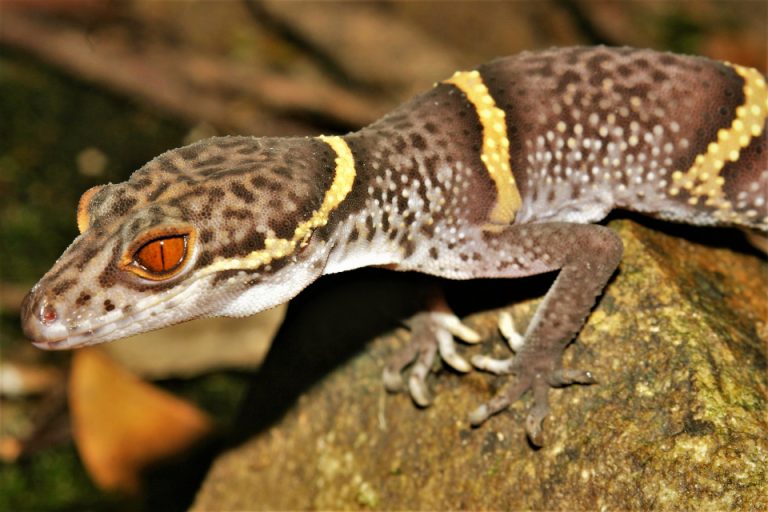 Zootier des Jahres 2024: Der Gecko - zoosmedia