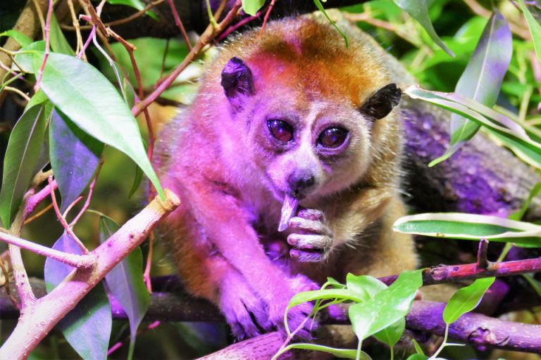 Slow Loris Association: Impressive balance for 2021 - zoosmedia