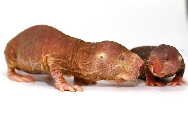 Aquazoo: Ratas topo desnudas tienen crías reales - zoosmedia