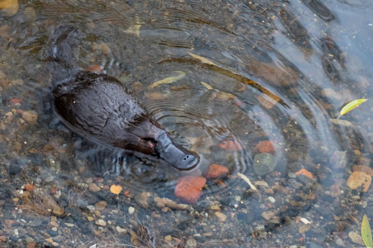 Winston Churchill und Winston, das Schnabeltier - zoosmedia