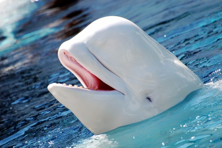 SeaWorld San Diego: Ferdinand, the oldest beluga - zoosmedia