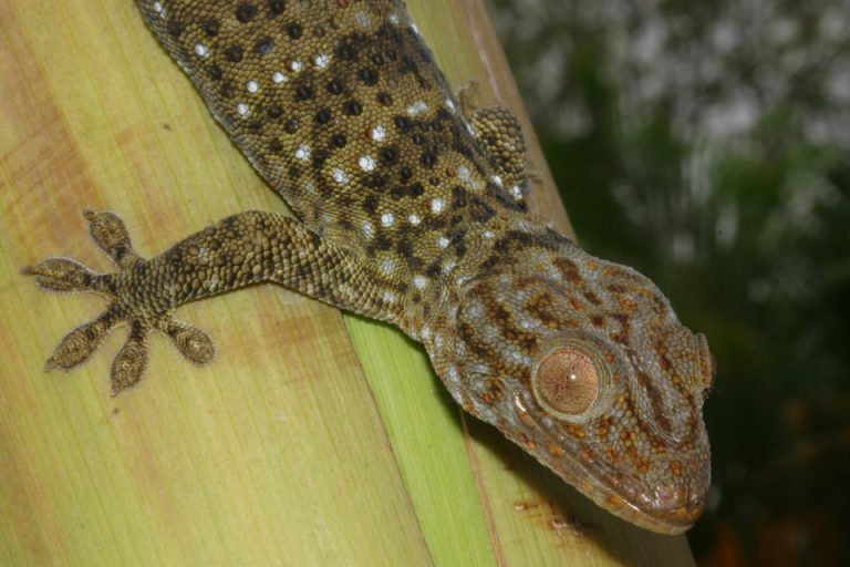 Melinh: Erste Nachzuchten von Reeves Tokeh - zoosmedia