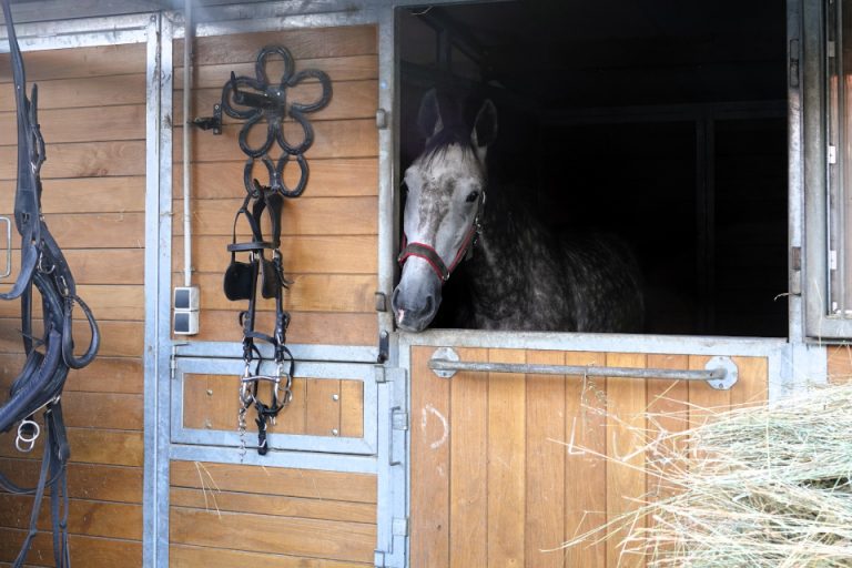 Geschichten vom Pferd: Fiaker in Wien - zoosmedia